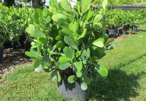 Flowering Shrubs and Vines: Clusia