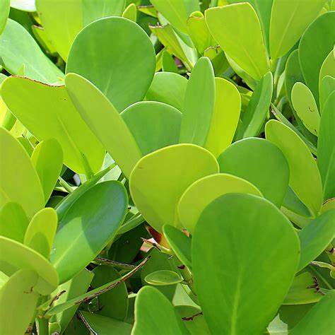 Flowering Shrubs and Vines: Clusia