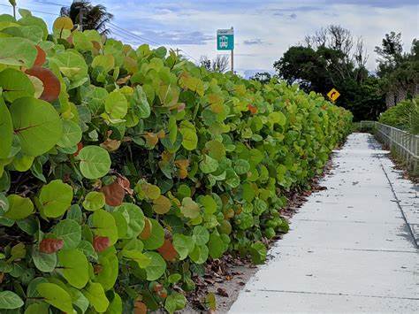 Flowering Shrubs and Vines: Seagrape