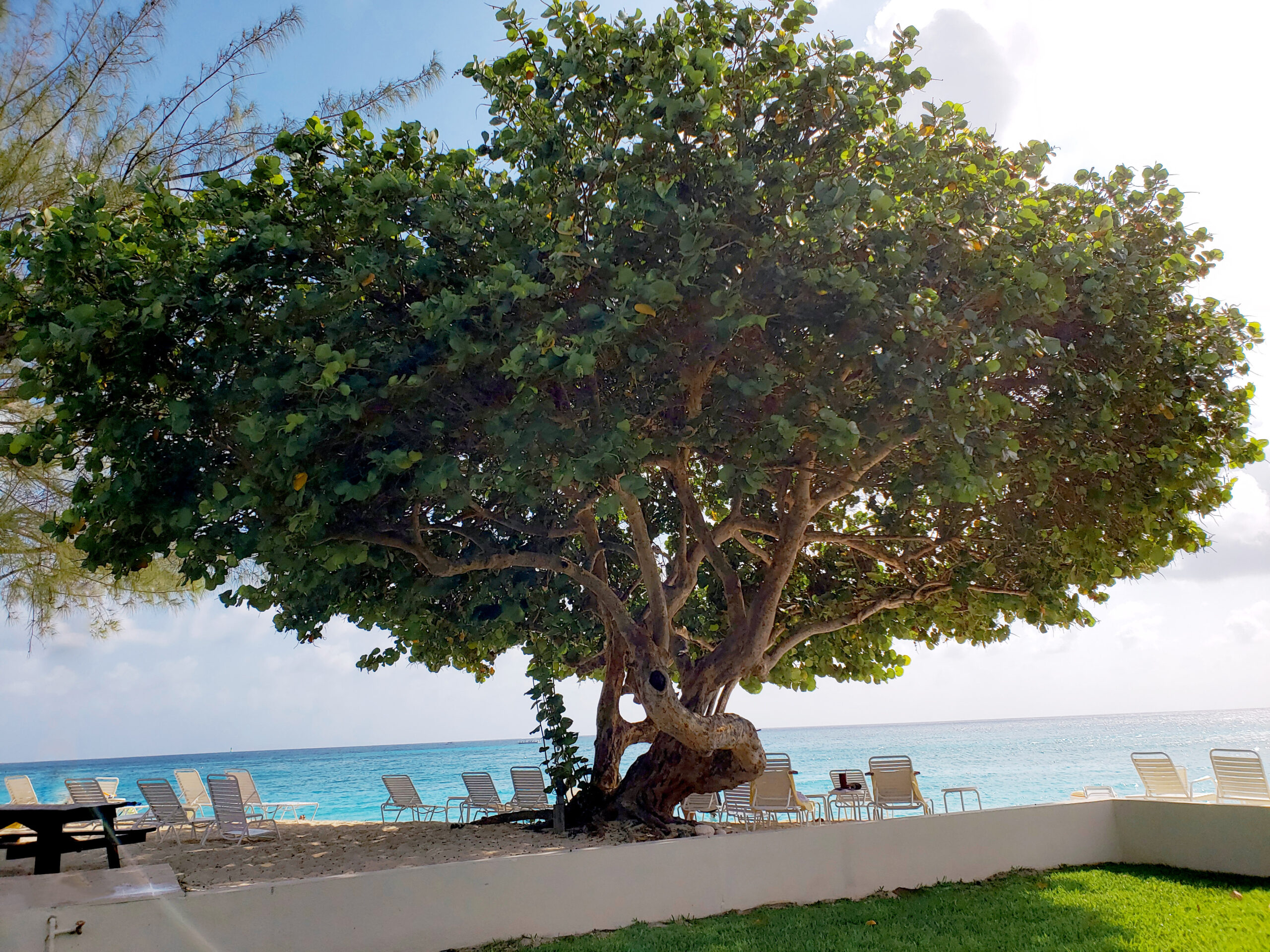 Flowering Shrubs and Vines: Seagrape